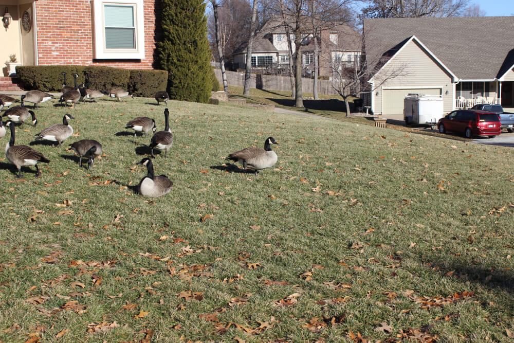 Residential - Away With Geese