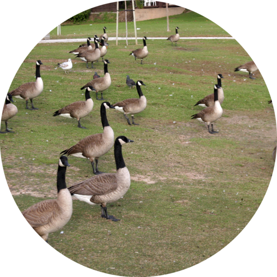 Geese Deterrent Products - Away With Geese